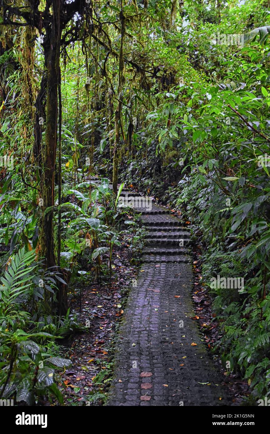 Monteverde Cloud Forest Reserve, views of hiking path, plants and trees ...