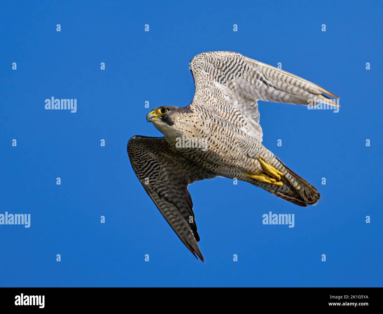 Peregrine falcon (Falco peregrinus) in its natural environment Stock ...
