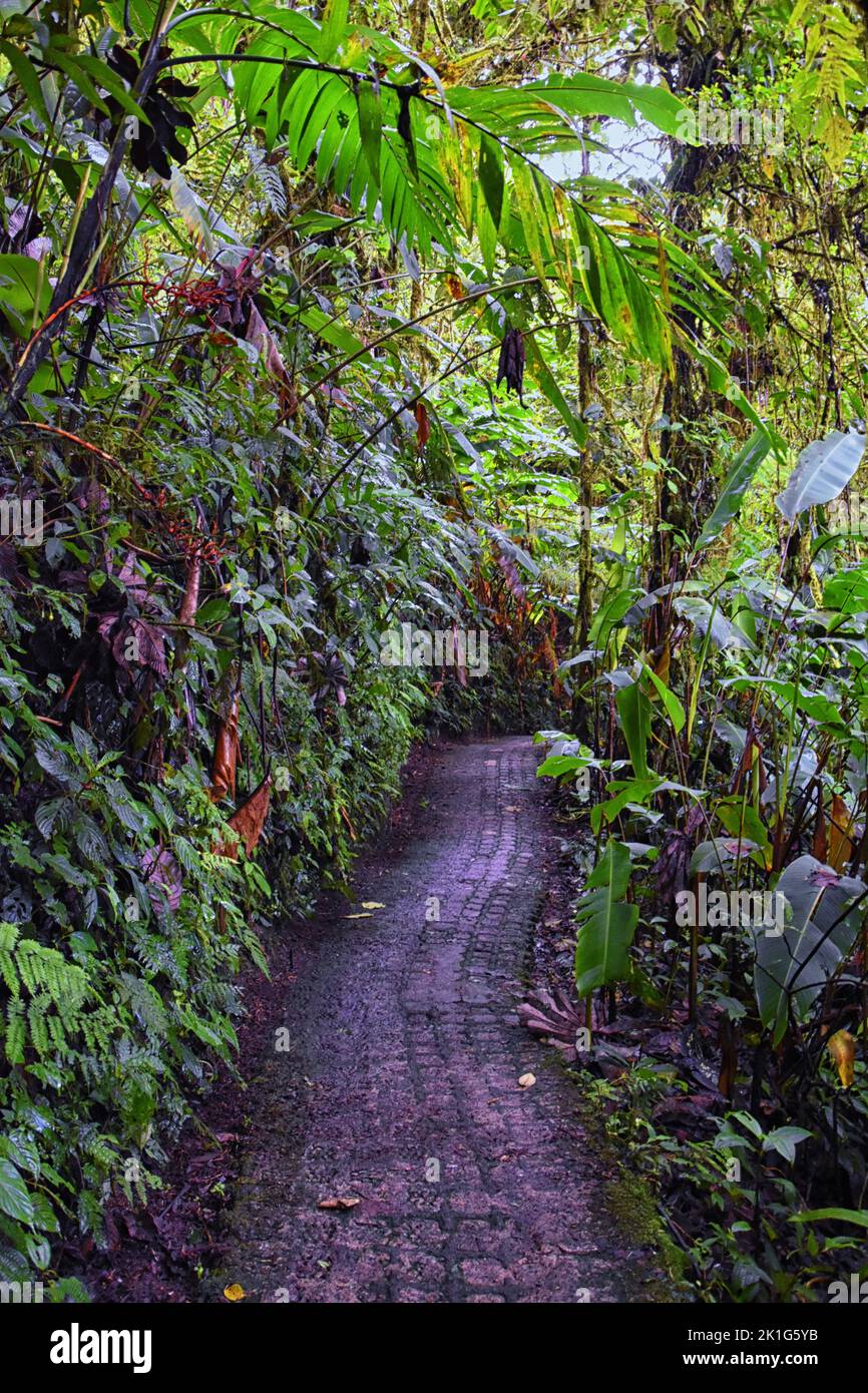 Monteverde Cloud Forest Reserve, views of hiking path, plants and trees ...