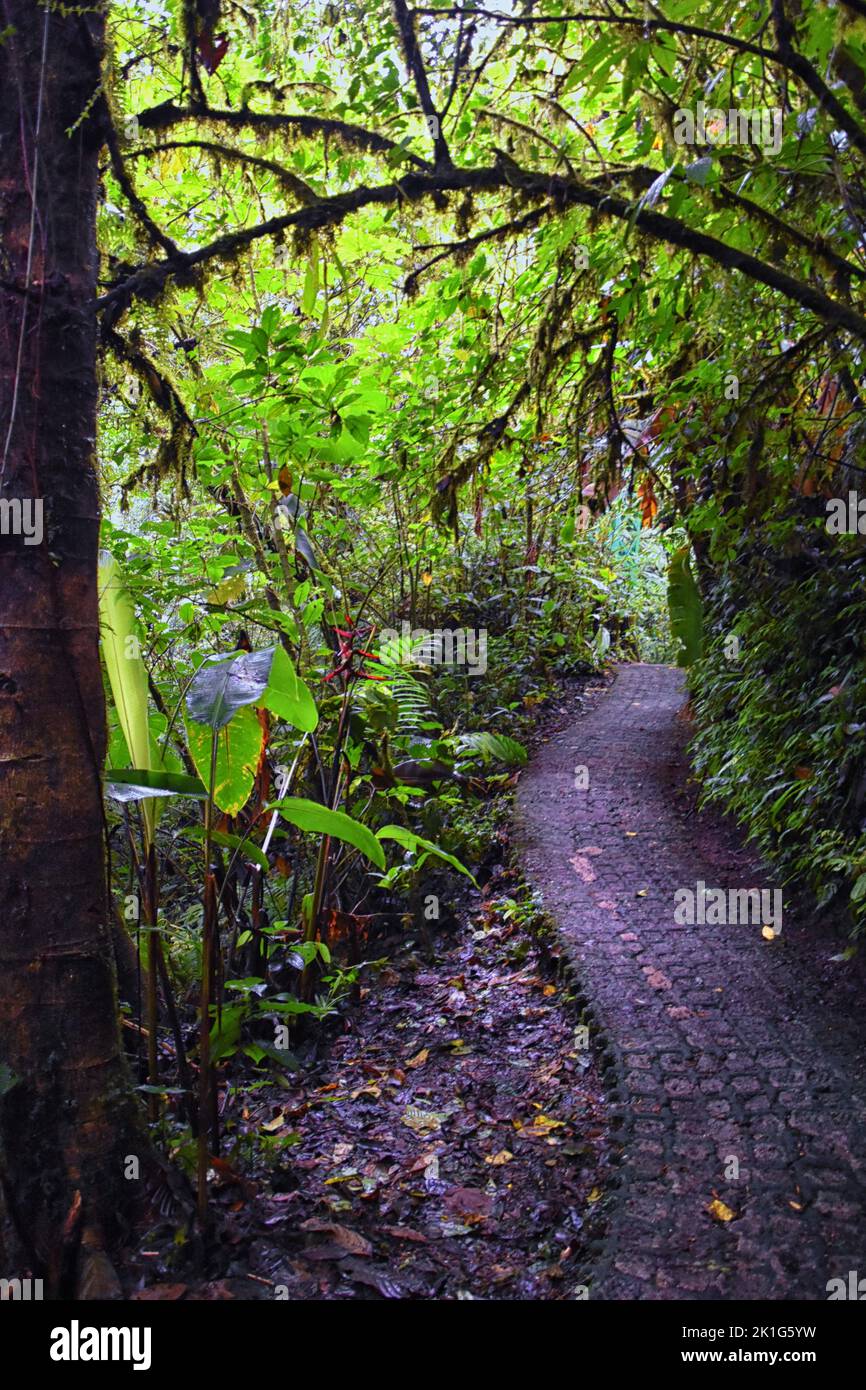 Monteverde Cloud Forest Reserve, views of hiking path, plants and trees ...