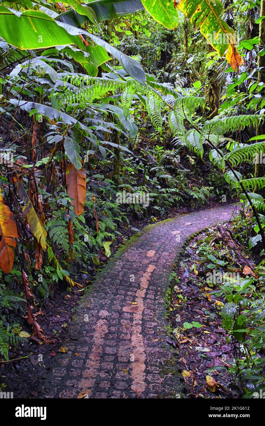 Monteverde Cloud Forest Reserve, views of hiking path, plants and trees ...
