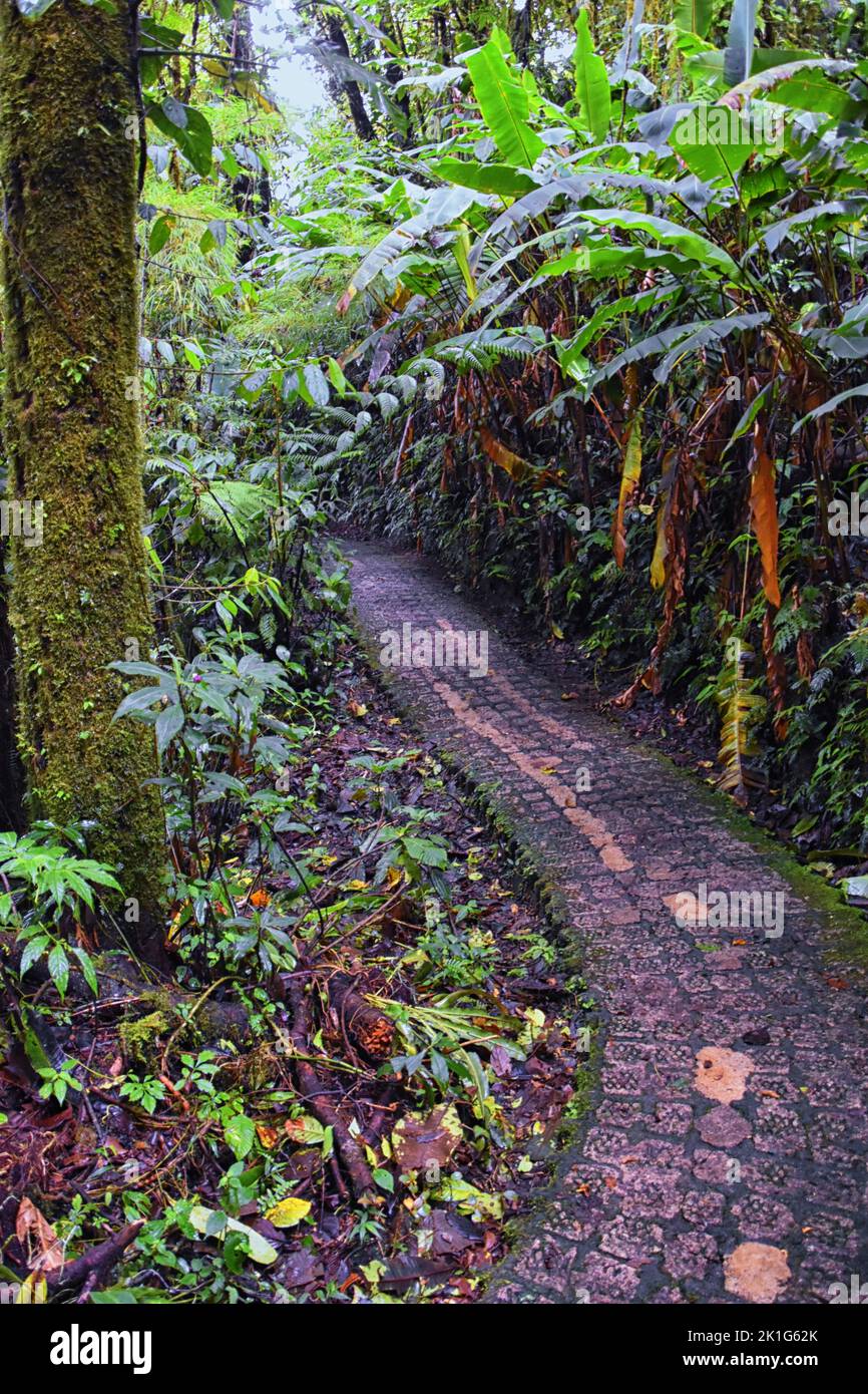 Monteverde Cloud Forest Reserve, views of hiking path, plants and trees ...
