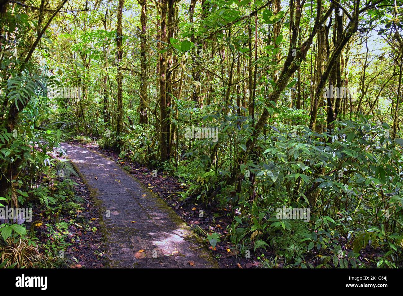 Monteverde Cloud Forest Reserve, views of hiking path, plants and trees ...