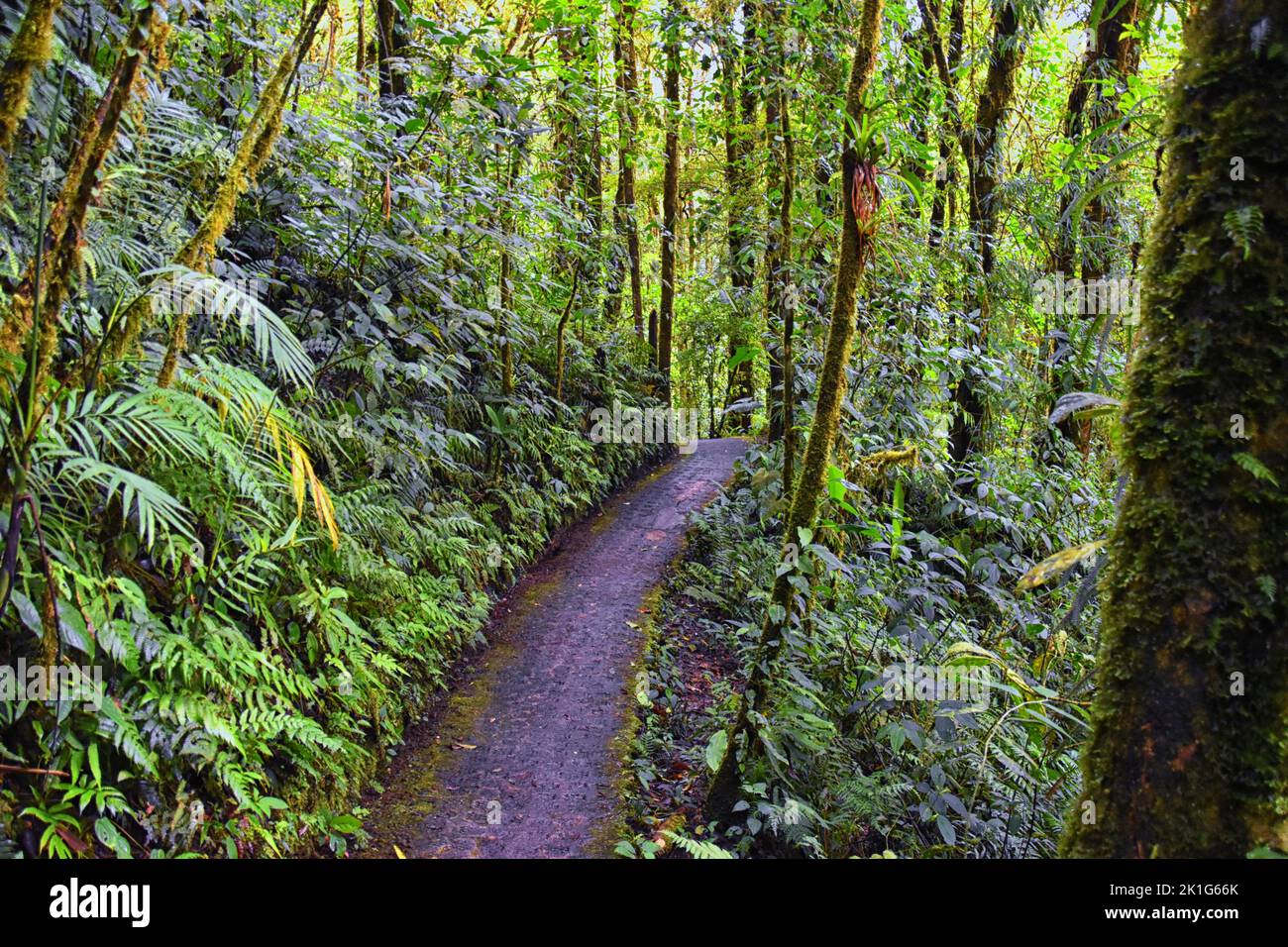 Monteverde Cloud Forest Reserve, views of hiking path, plants and trees ...