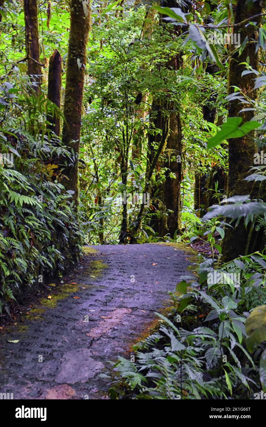 Monteverde Cloud Forest Reserve, views of hiking path, plants and trees ...