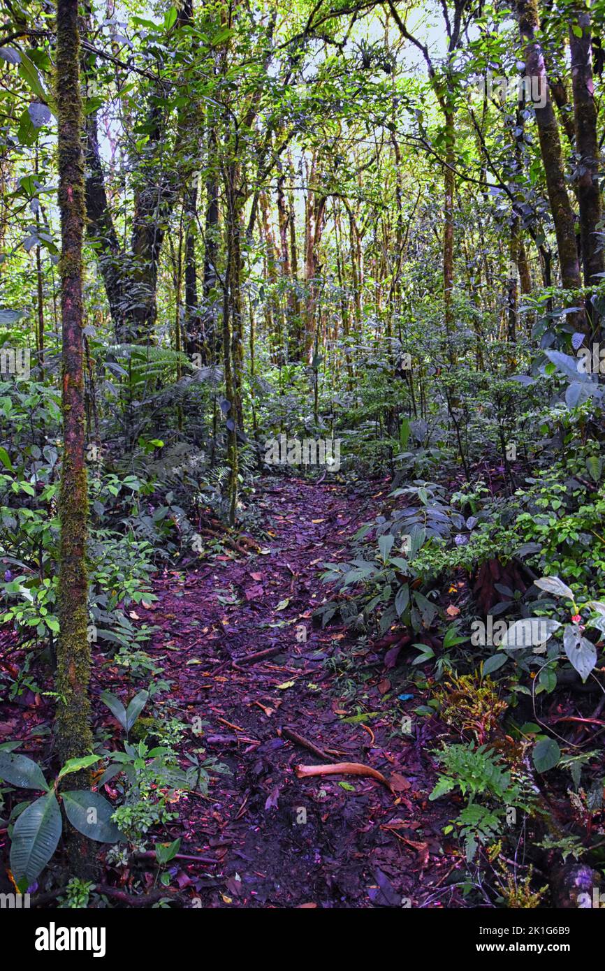 Monteverde Cloud Forest Reserve, views of hiking path, plants and trees ...