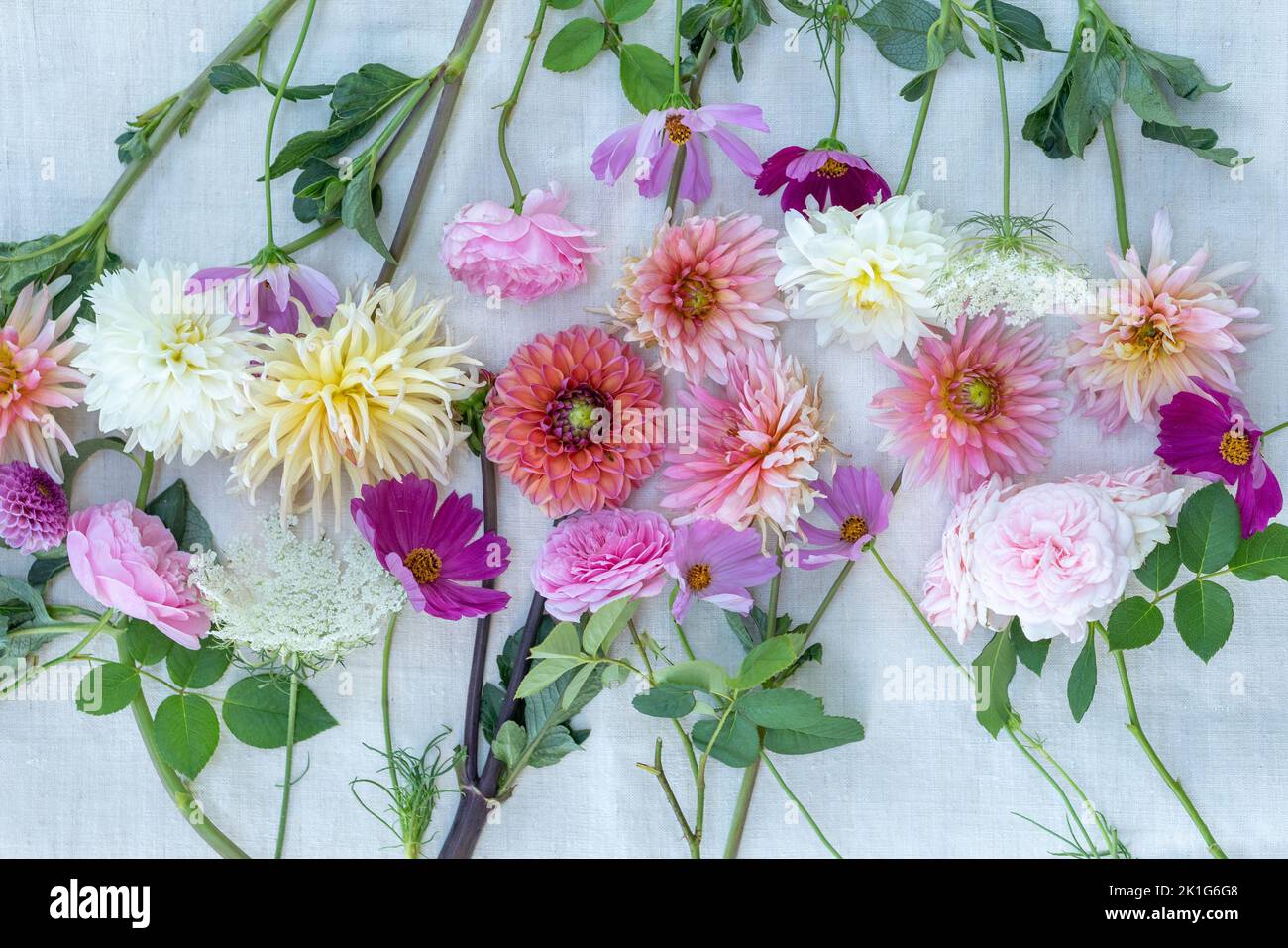 A flat lay of assorted colorful flowers on a white surface Stock Photo ...