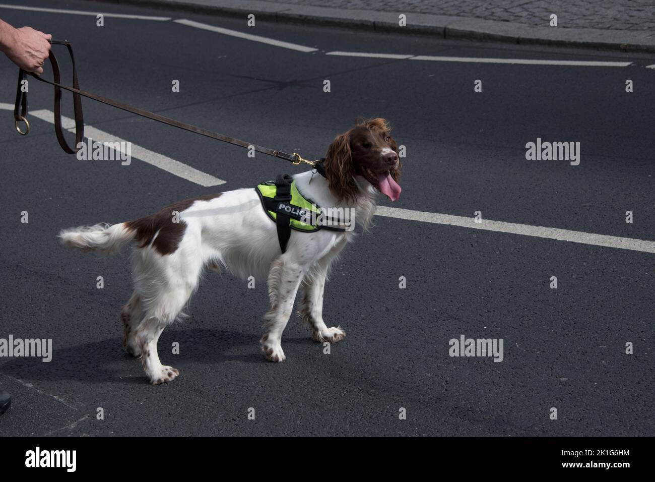 Police with dogs looking for explosives after a bombe alert Stock Photo ...