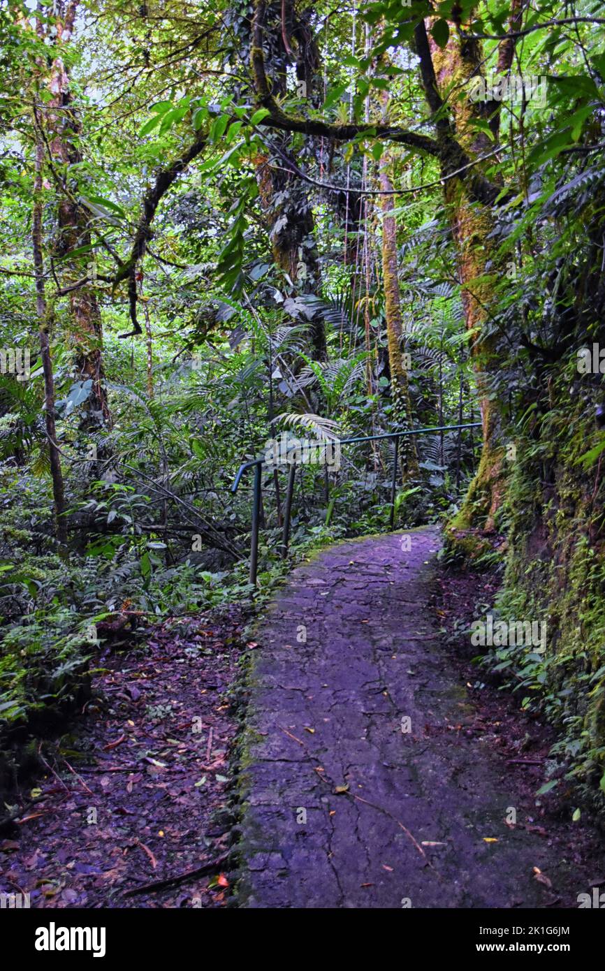 Monteverde Cloud Forest Reserve, views of hiking path, plants and trees ...