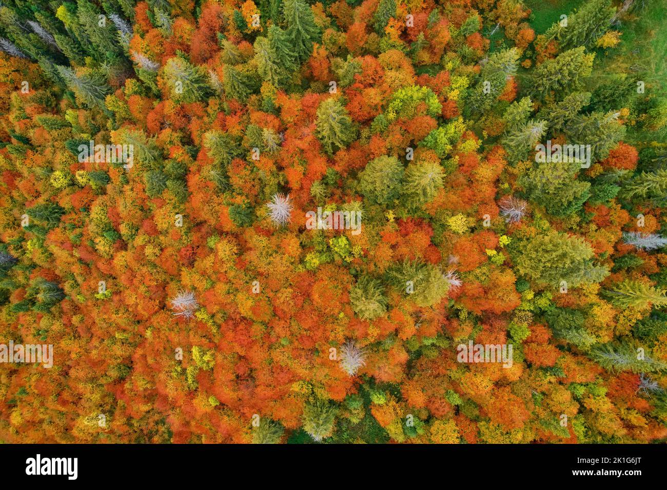 Aerial view of forest in foliage season. Natural green, orange and ...