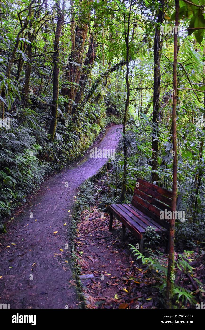 Monteverde Cloud Forest Reserve, views of hiking path, plants and trees ...