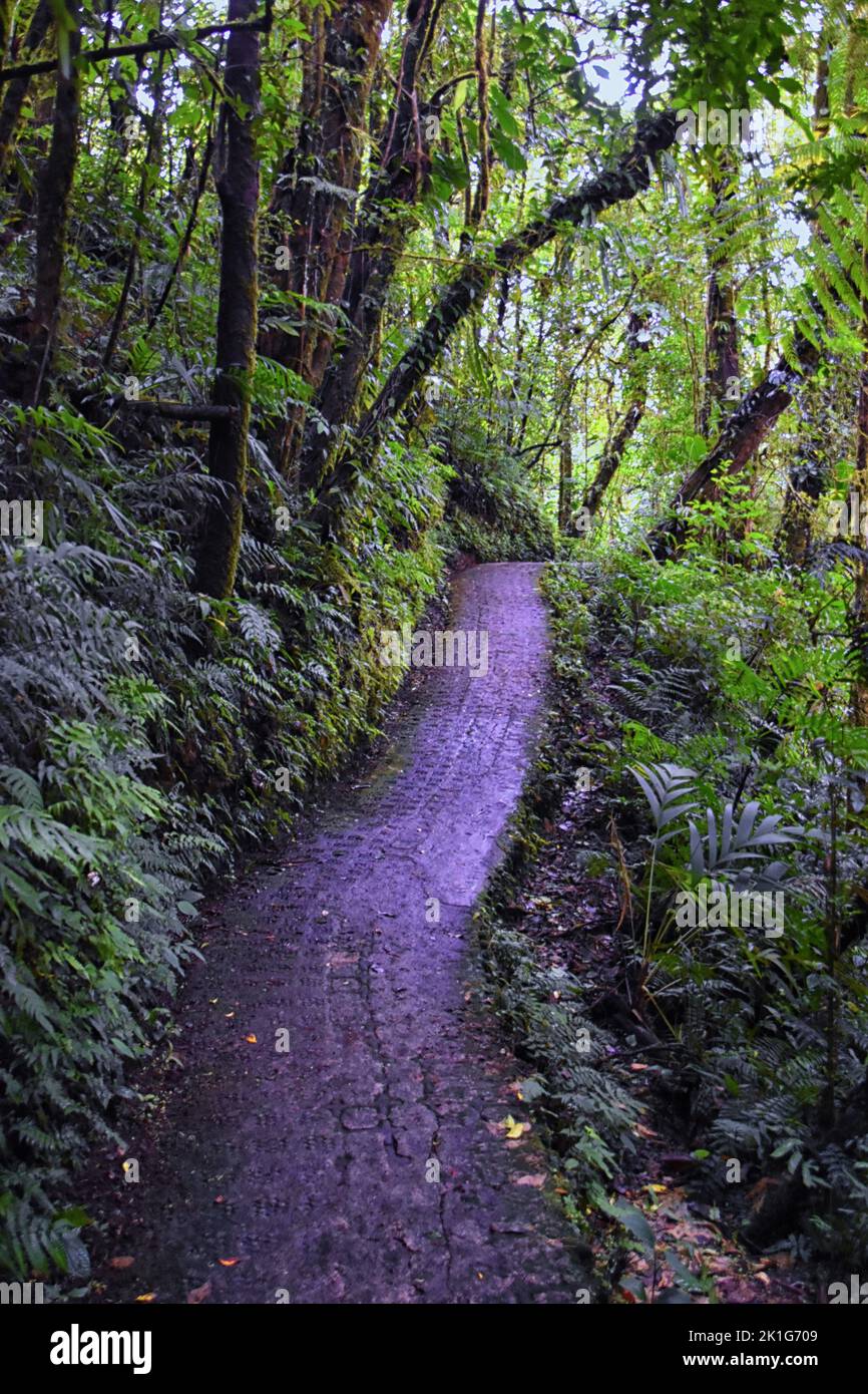 Monteverde Cloud Forest Reserve, views of hiking path, plants and trees ...