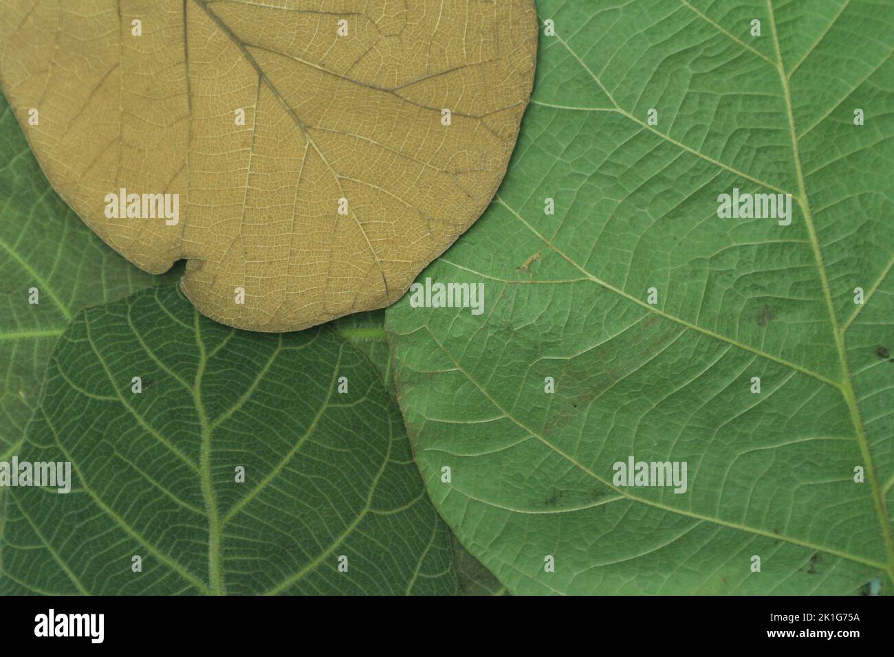 green and dry brown teak leaves texture Stock Photo - Alamy