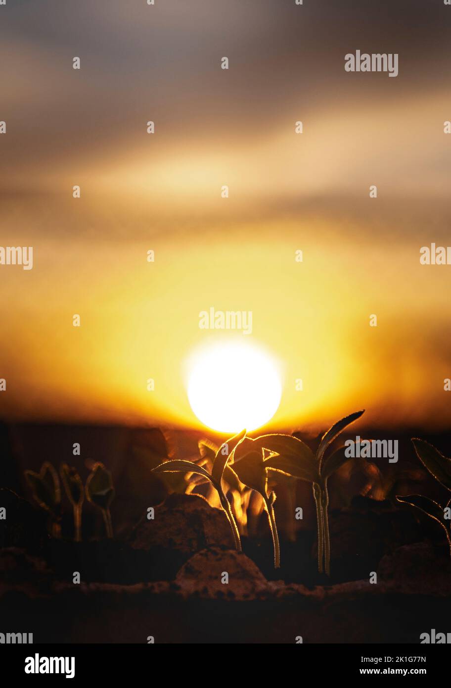 vegetable sprouts growing under the summer sun. High quality photo ...