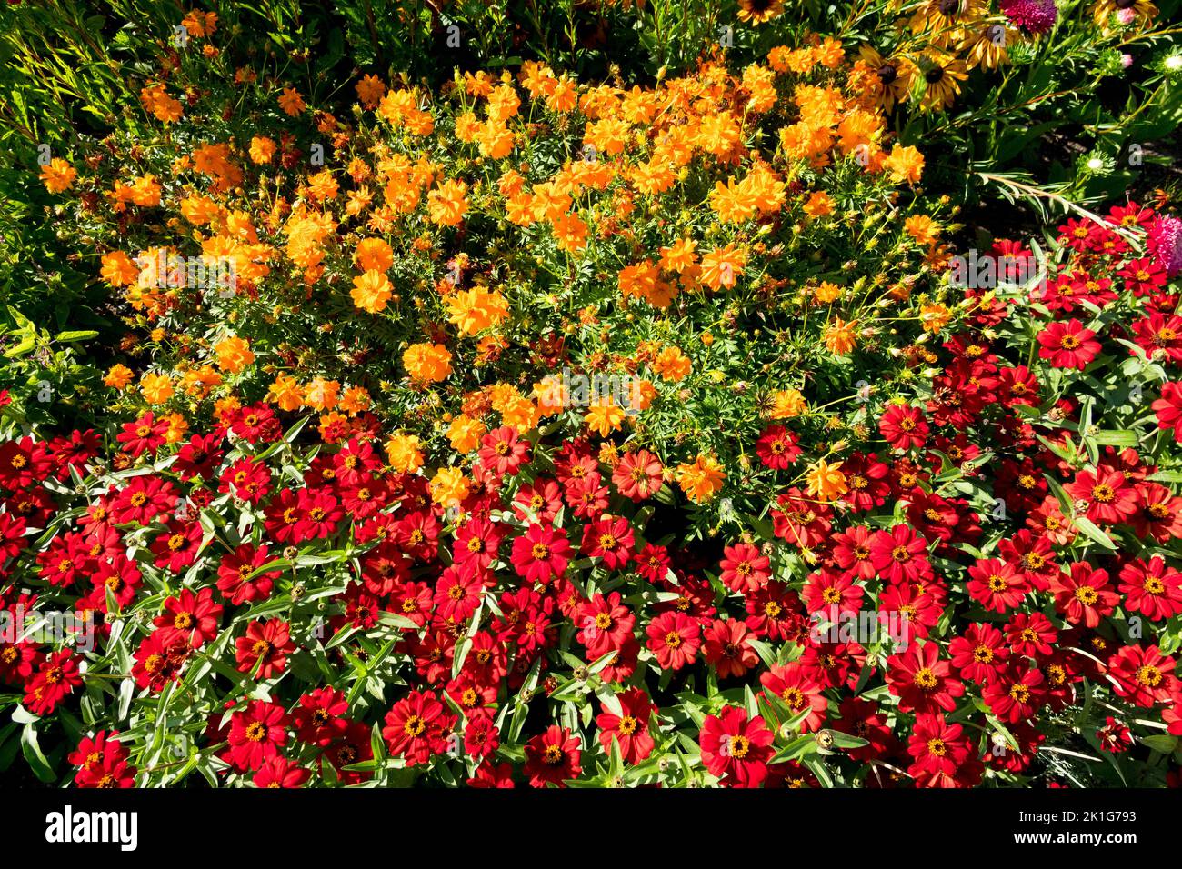 Common Cosmos sulphureus Cosmic Orange Red Zinnia Profusion flower bed ...