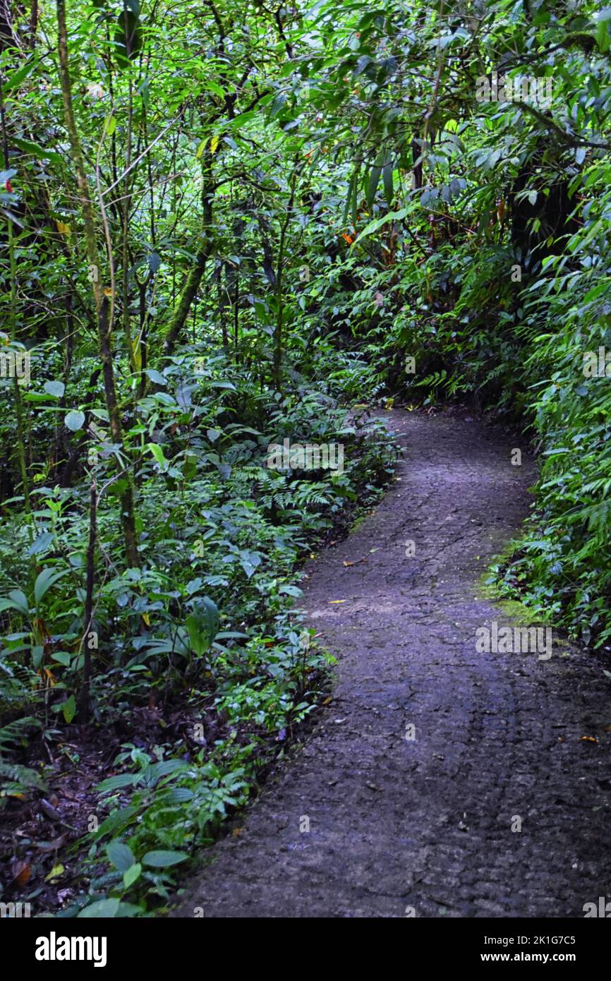 Monteverde Cloud Forest Reserve, views of hiking path, plants and trees ...