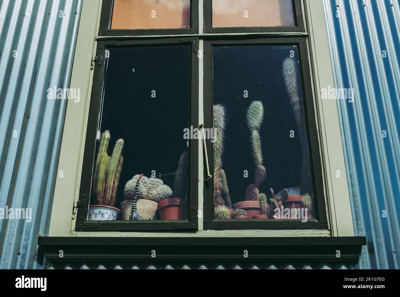 An atmospheric view of the home flowerpots with cactuses behind a clean ...