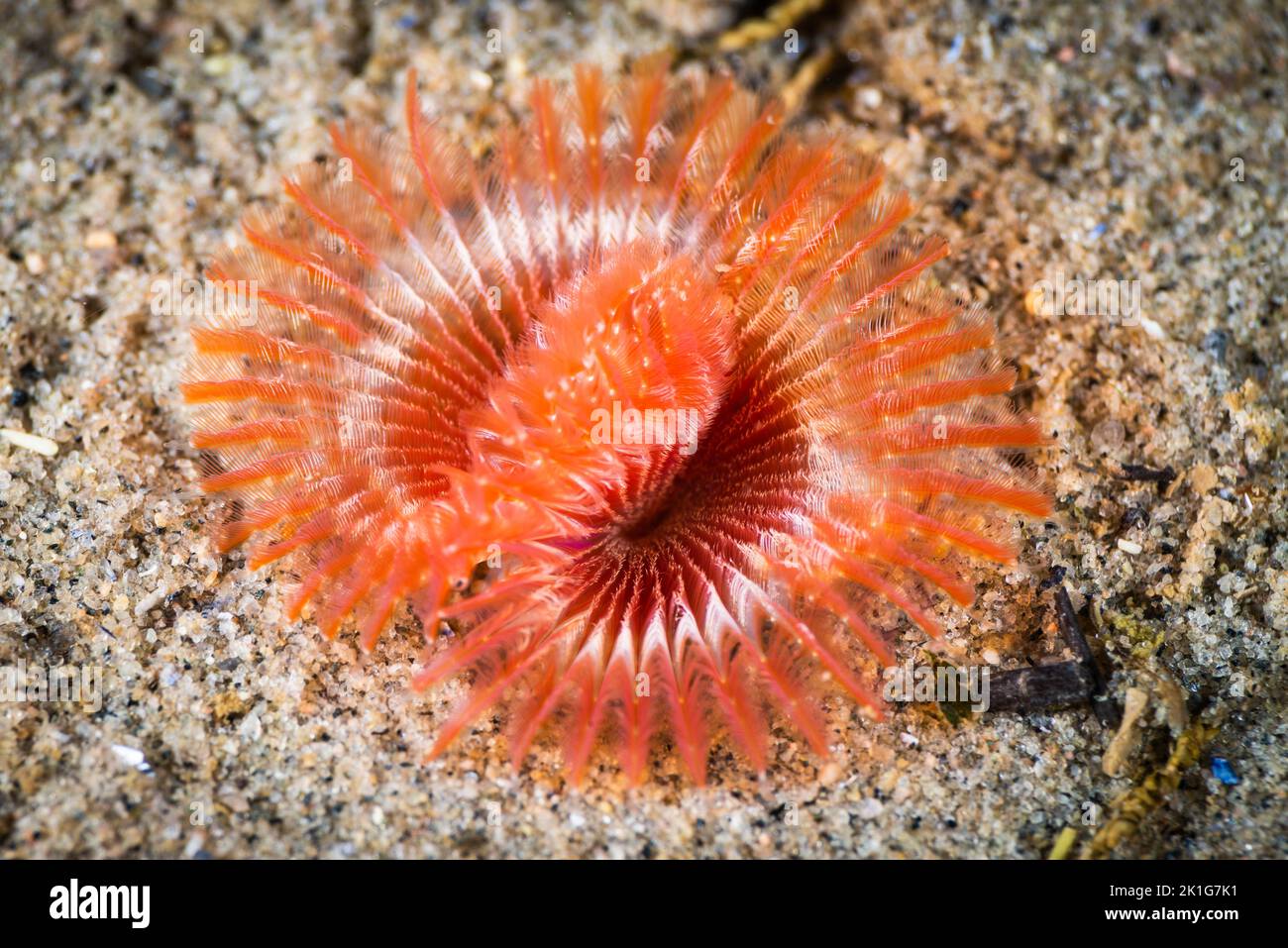 Pink horseshoe worm underwater in the St. Lawrence River Stock Photo ...
