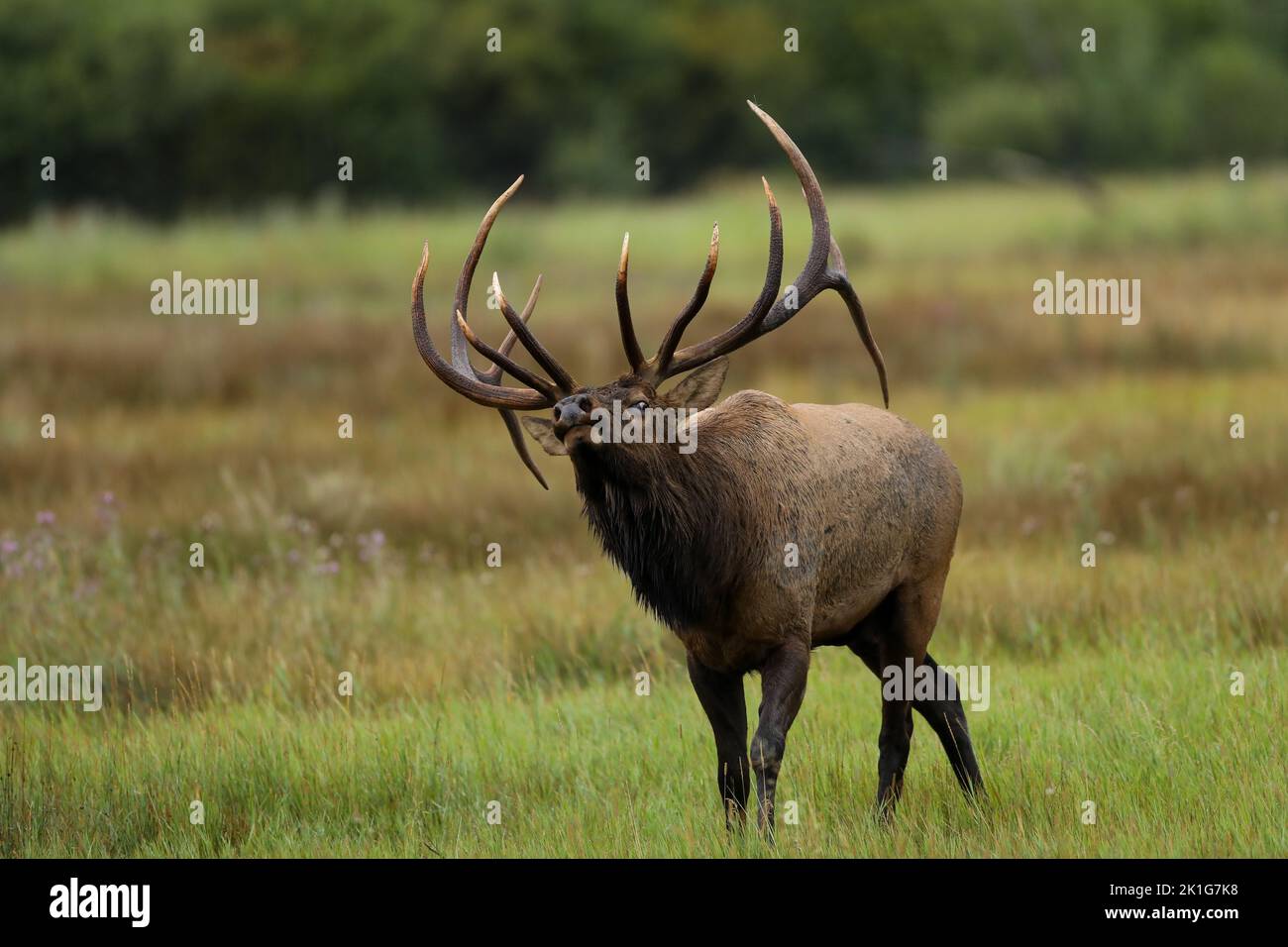 Bull elk bugle during the autumn rut Stock Photo - Alamy