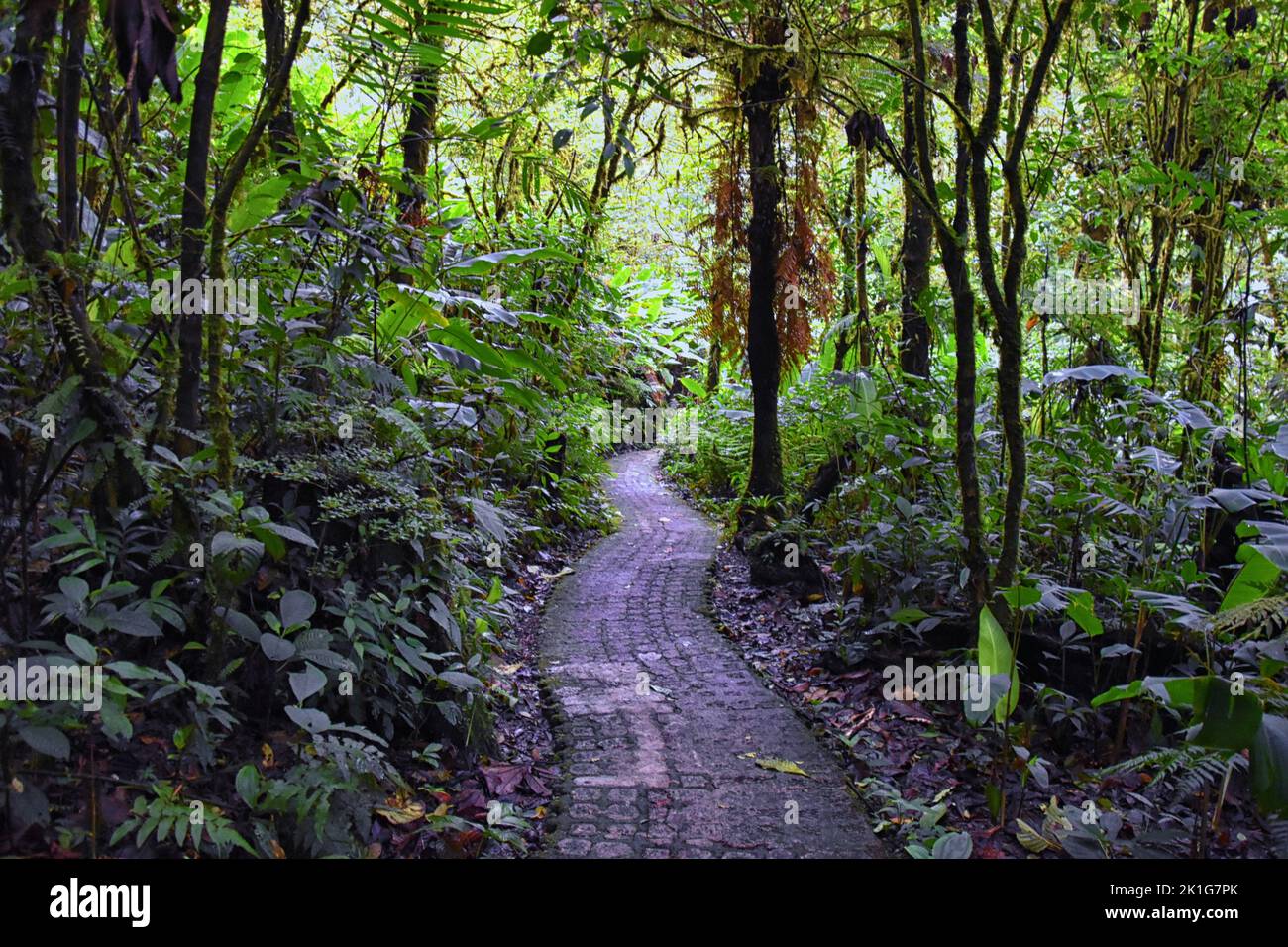 Monteverde Cloud Forest Reserve, views of hiking path, plants and trees ...