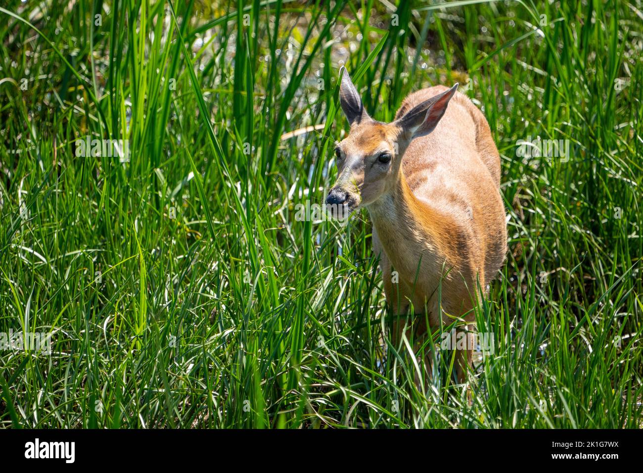 White-tailed Deer foraging for food in the high grass in Canada Stock ...