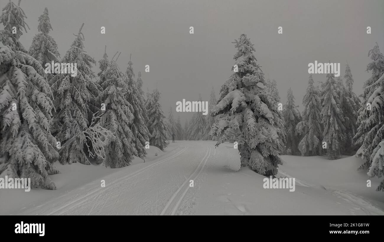 The snow-covered trees in the forest on a cloudy day Stock Photo - Alamy