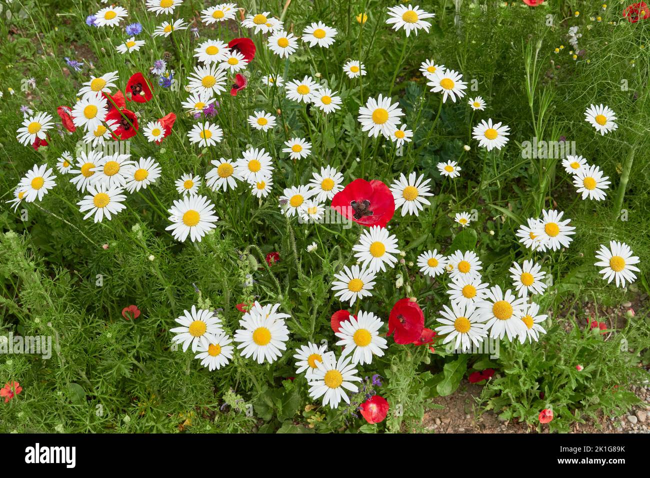 A Semitic poppy (Papaver umbonatum) and common daisies (Bellis perennis ...
