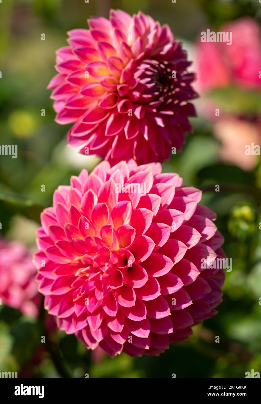 Stunning dark pink dahlia flowers by ame Polventon Kristobel ...