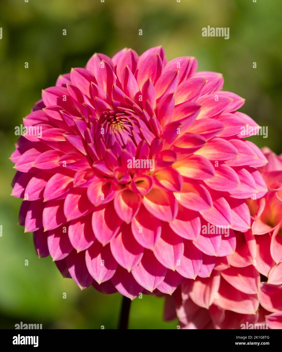 Stunning dark pink dahlia flowers by ame Polventon Kristobel ...