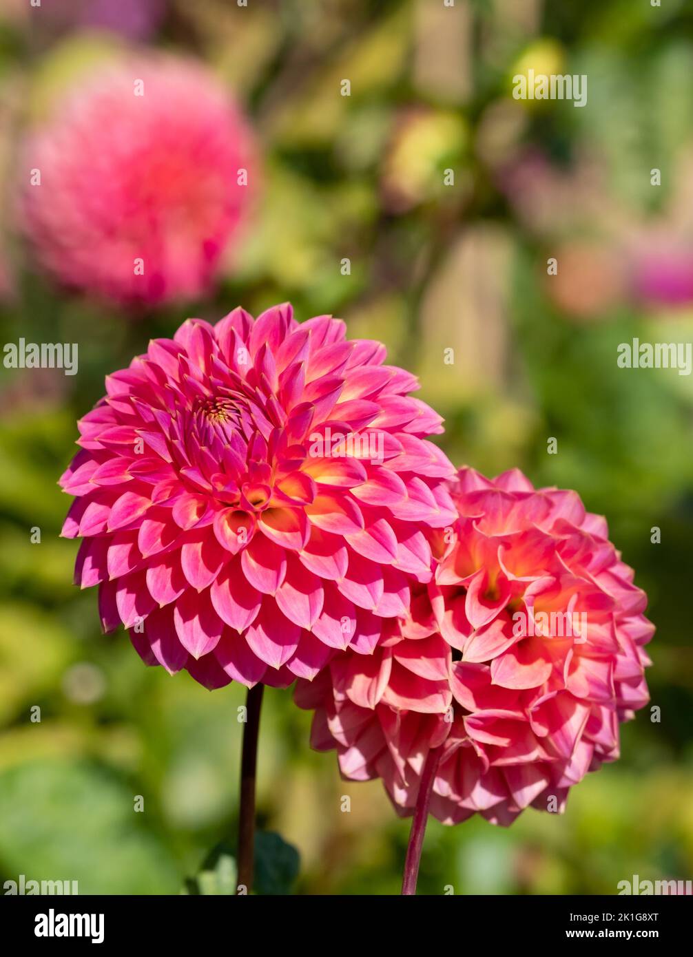 Stunning dark pink dahlia flowers by ame Polventon Kristobel ...