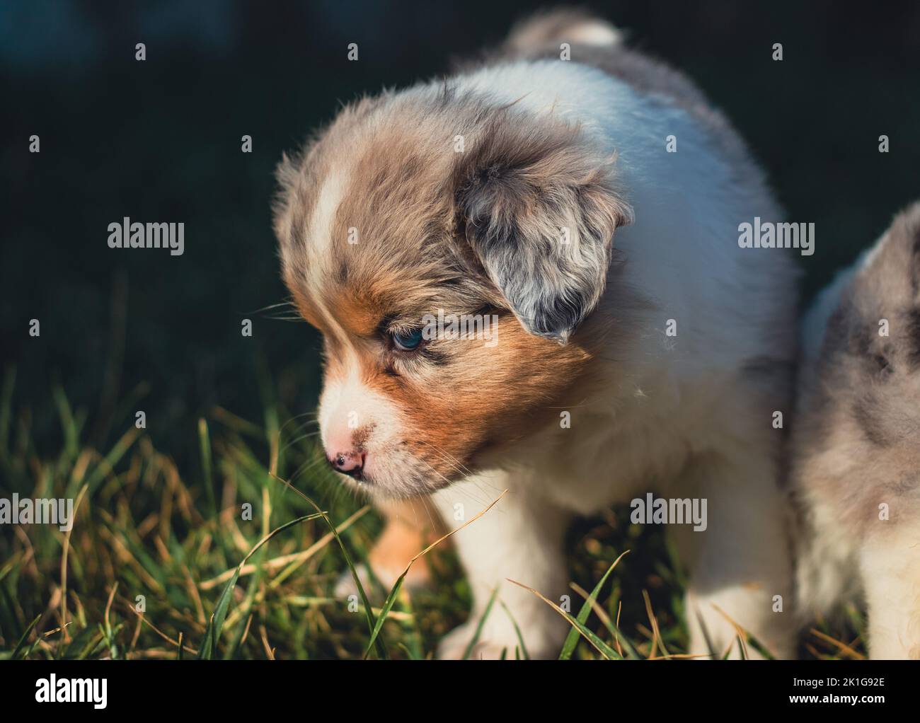 Our little Australian shepherds discover the world Stock Photo - Alamy