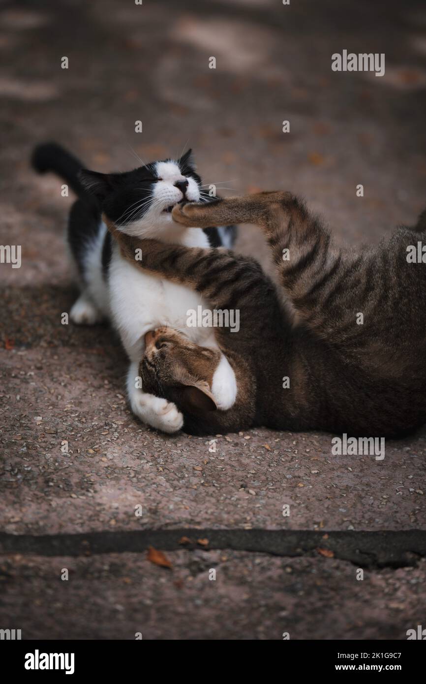 A vertical closeup shot of tho small kittens fighting Stock Photo - Alamy