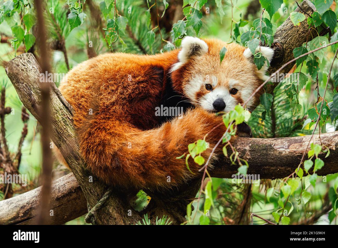 Red panda laying on branch hi-res stock photography and images - Alamy