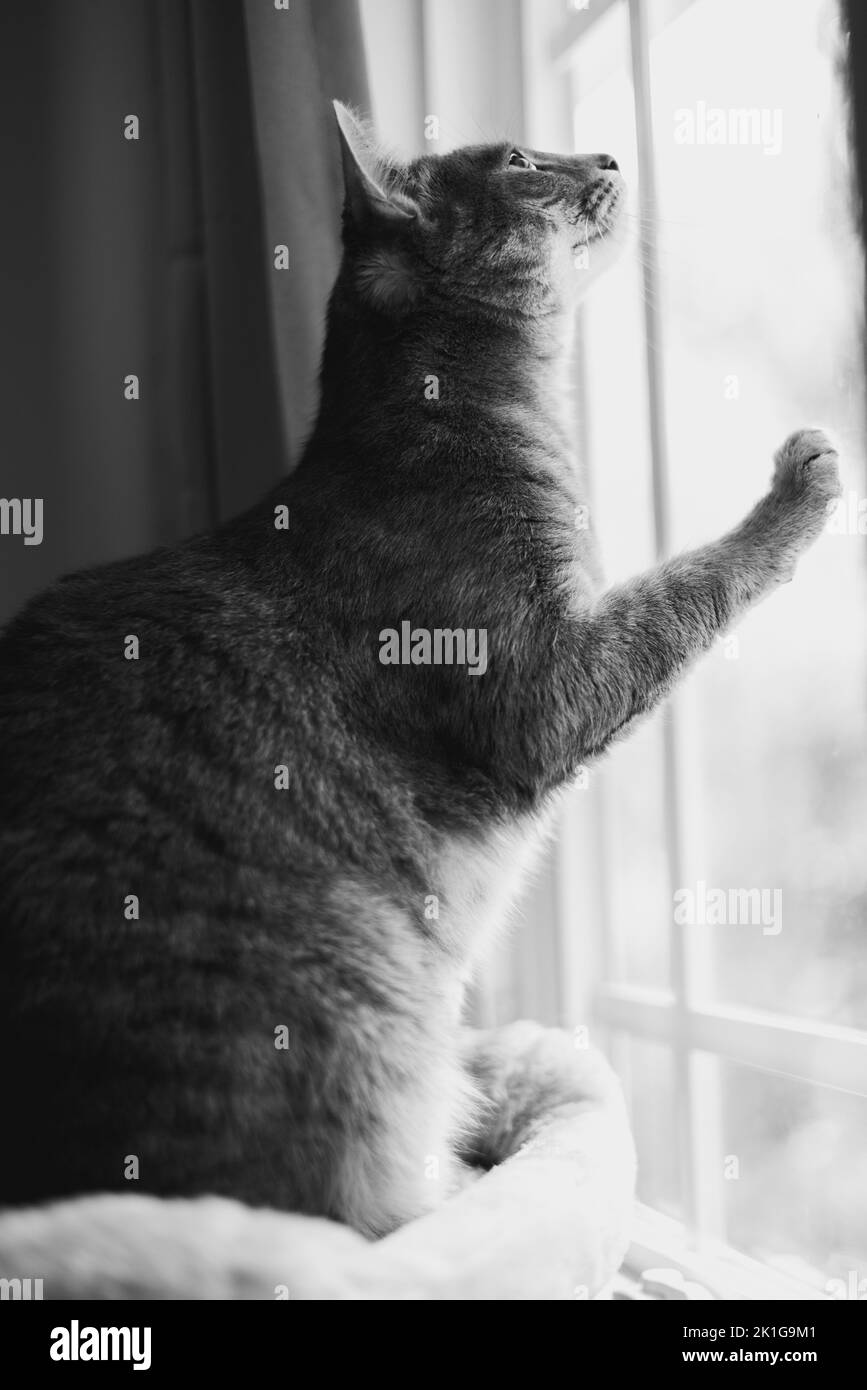 A vertical closeup grayscale of a Tabby cat touching a glass window ...