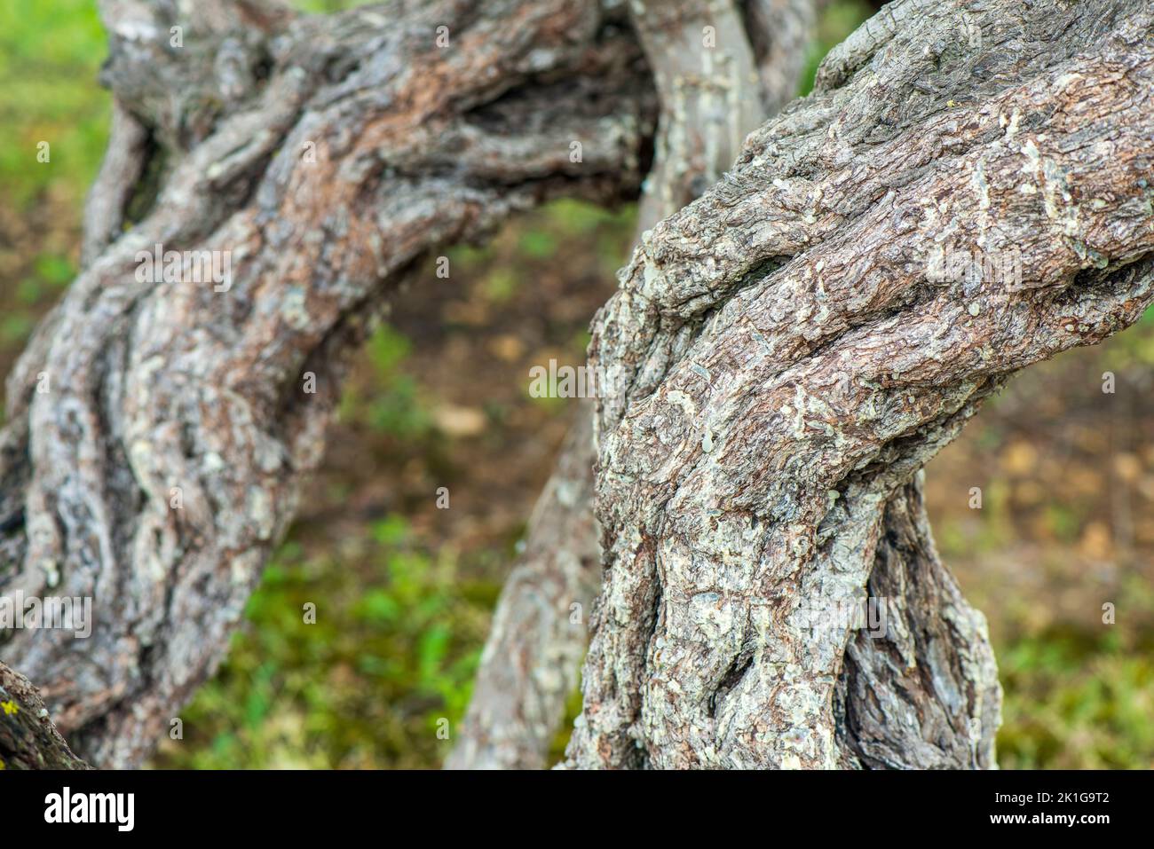 A selective shot of a mastic tree trunk, Pistacia lentiscus, with a ...