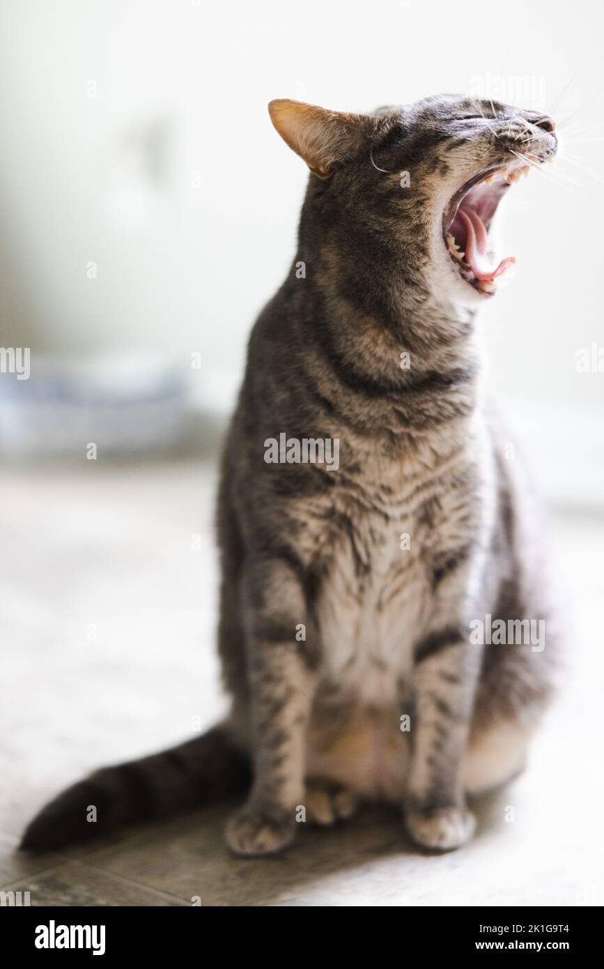A vertical grayscale shot of a tabby cat yawning inside a house Stock ...