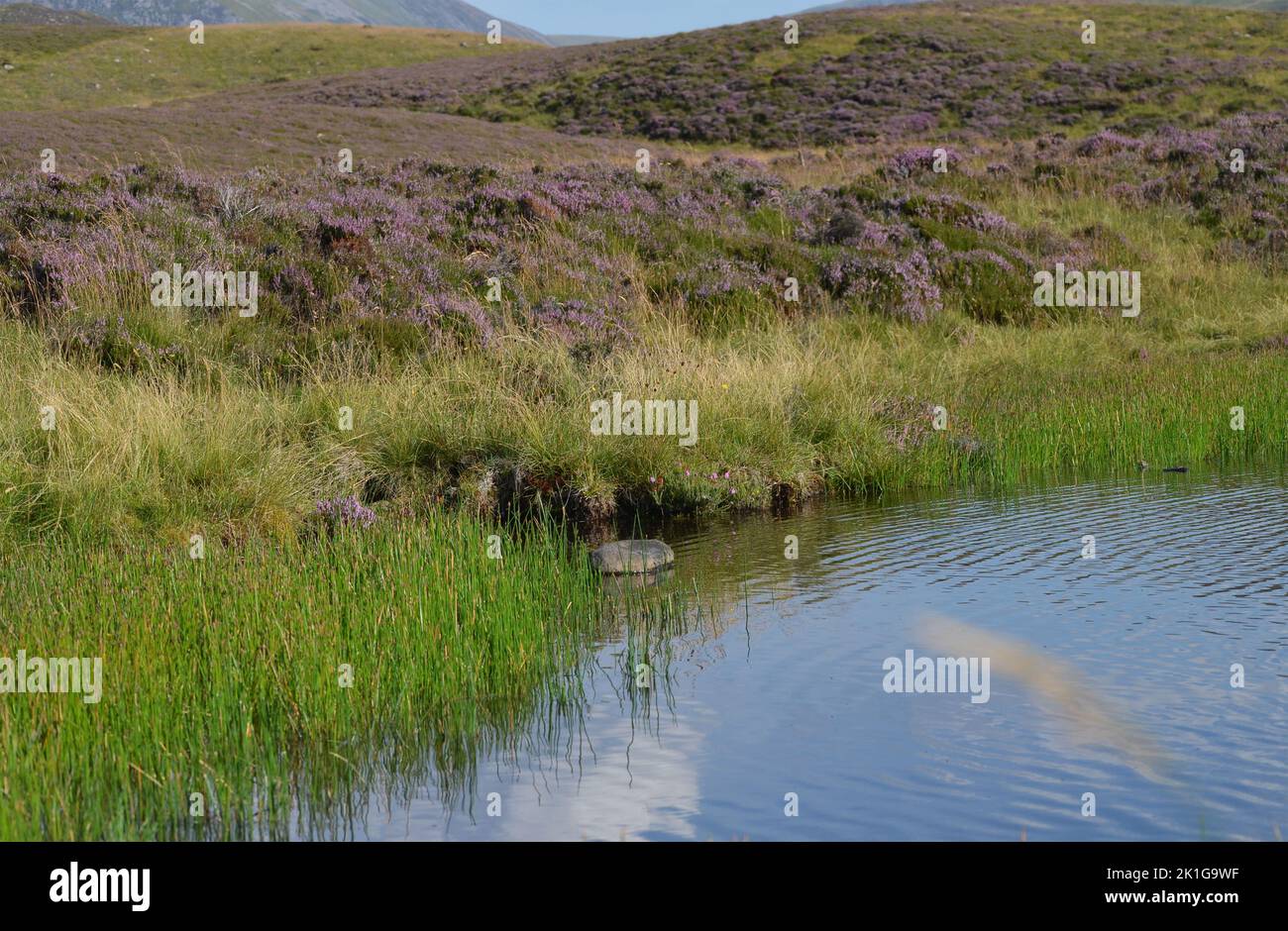 A small pond in Glen Callater, The Cairngorms national park, Scotland ...