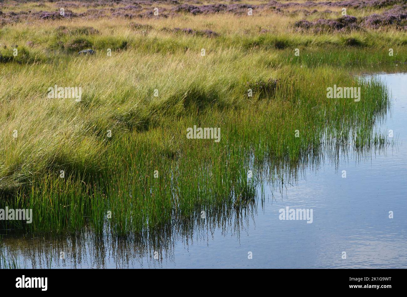 A small pond in Glen Callater, The Cairngorms national park, Scotland ...
