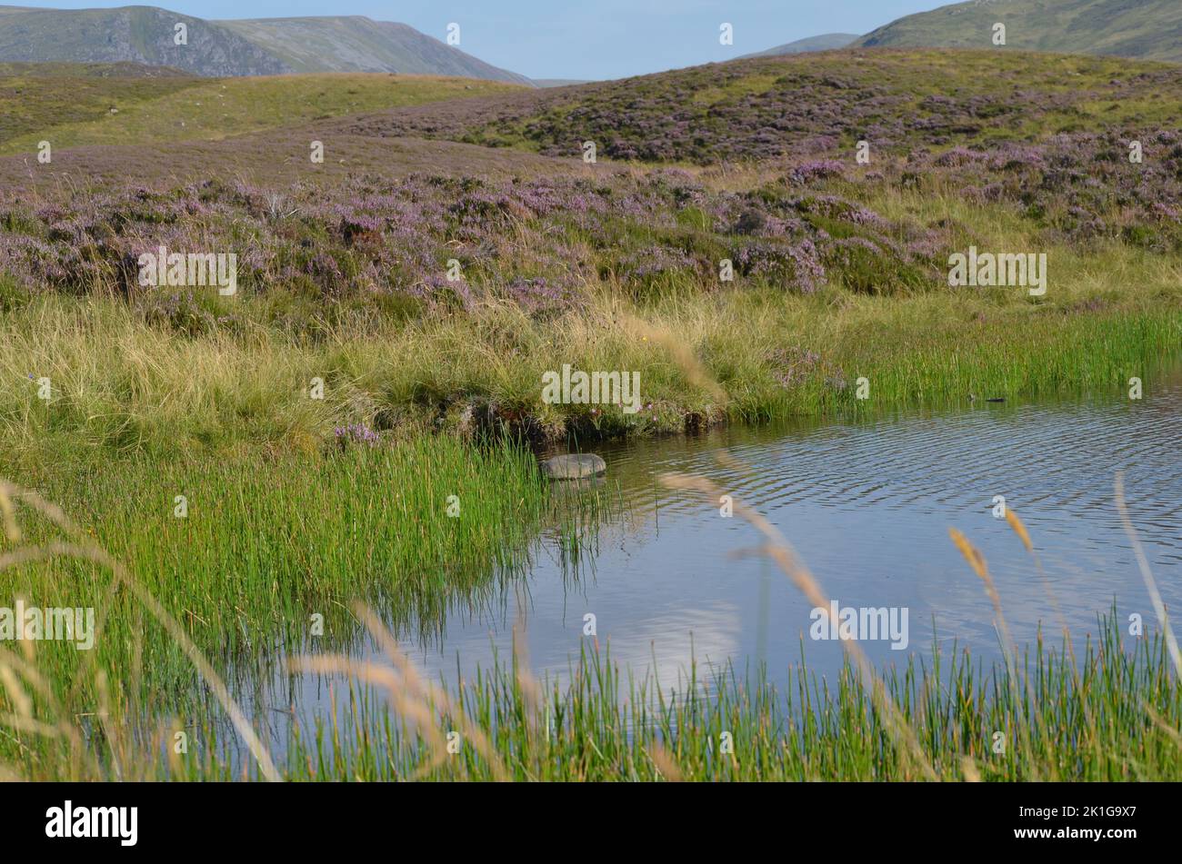 A small pond in Glen Callater, The Cairngorms national park, Scotland ...