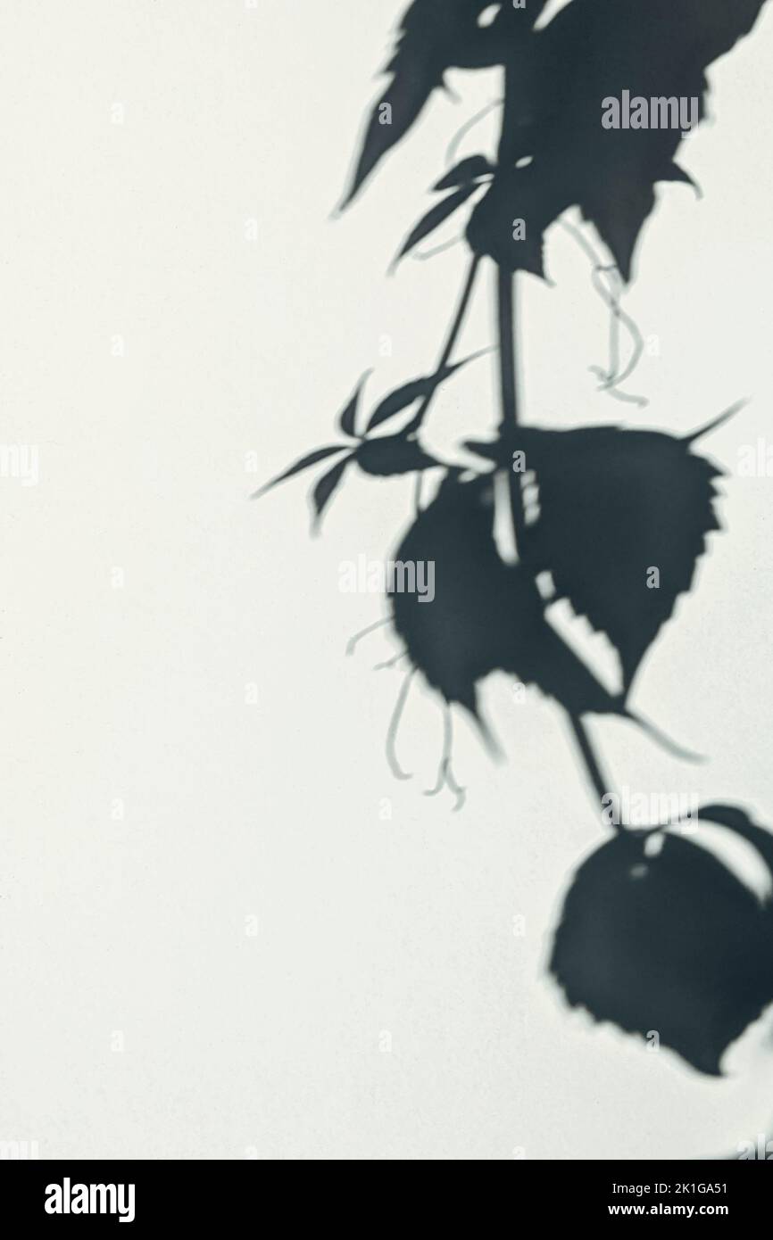Shadows of creeping vine plant leaves on white wall outdoors in sunny ...