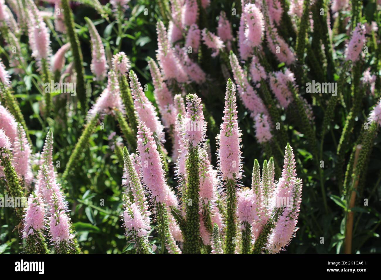 blossoming veronica in the garden Stock Photo - Alamy
