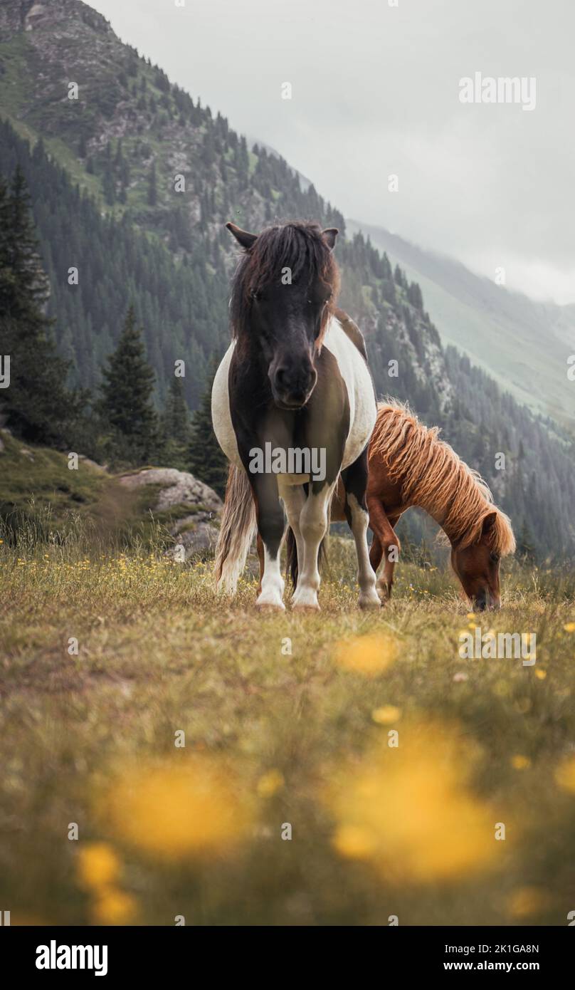Horse in dolomites hi-res stock photography and images - Alamy
