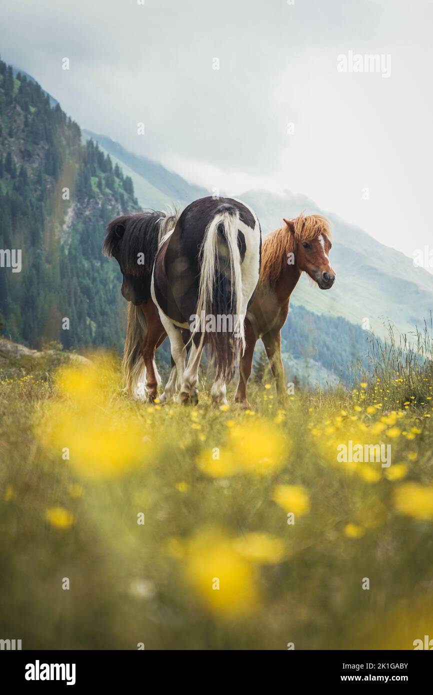 Brown wild horses grazing hi-res stock photography and images - Alamy