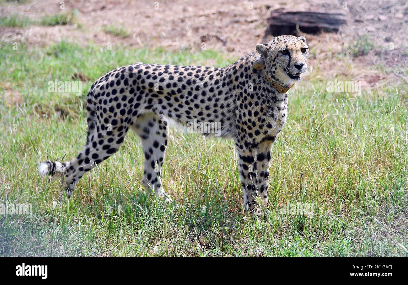 Sheopur district, India. 17th Sep, 2022. The first wild Cheetahs ...