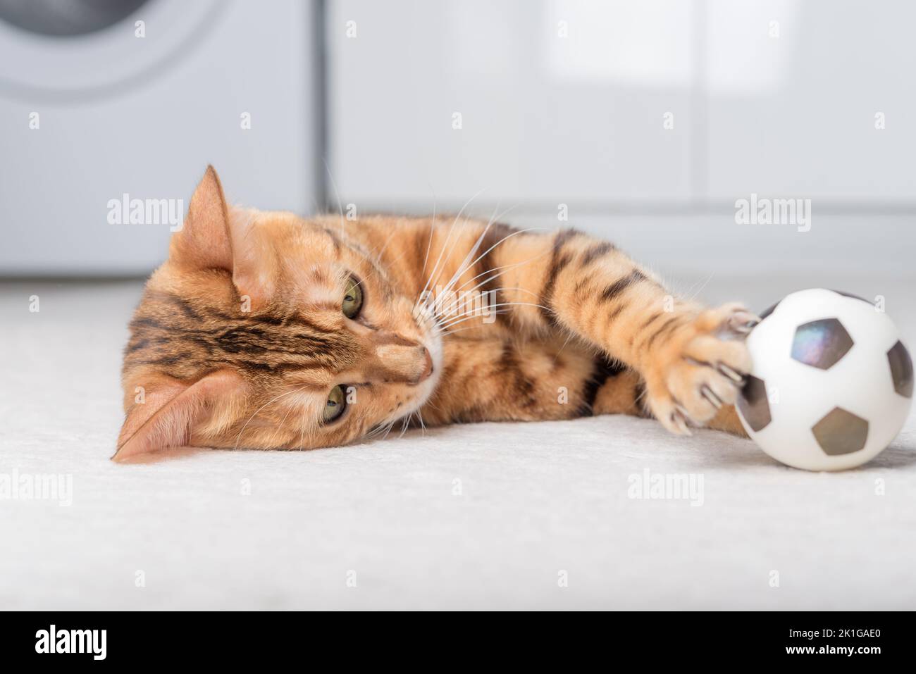 Bengal cat plays with a ball on the floor. Playing cat Stock Photo - Alamy