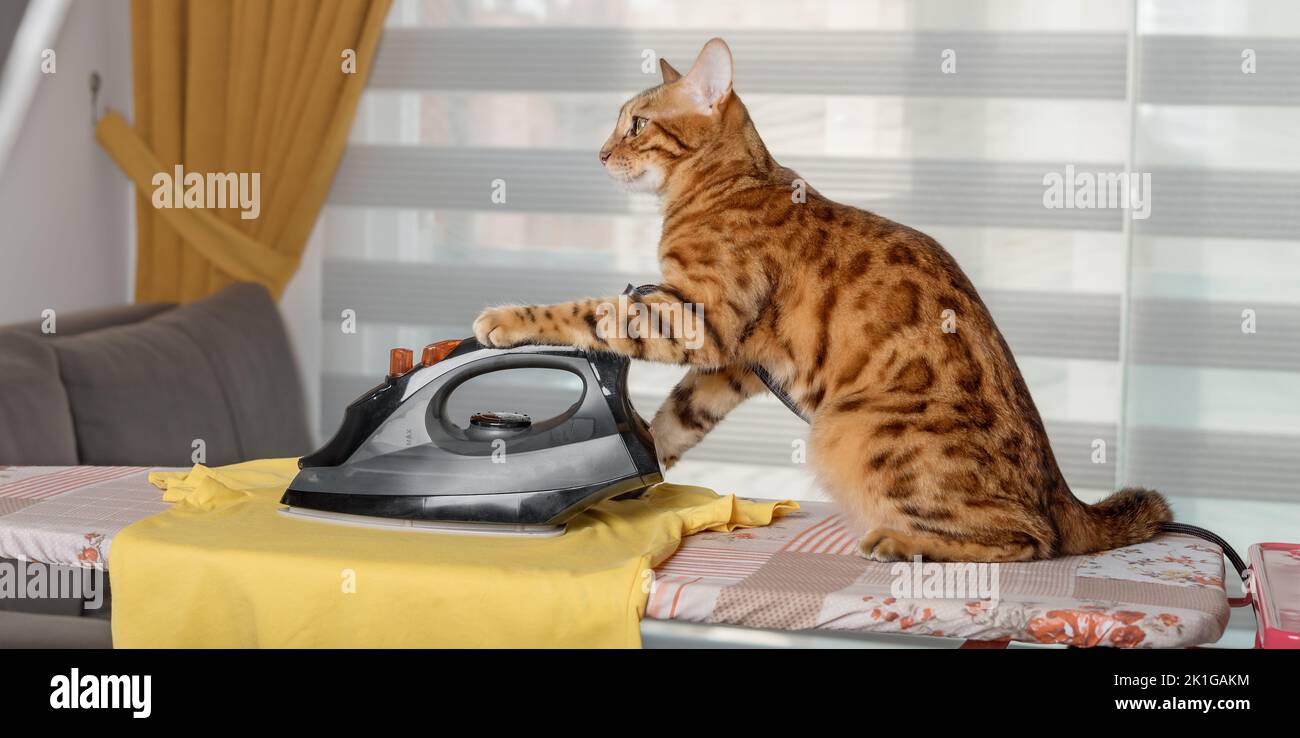 Funny red cat at home ironing a T-shirt on an ironing board Stock Photo ...