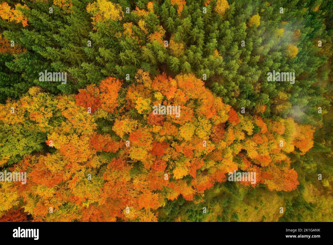 Aerial view of forest in foliage season. Natural green, orange and ...