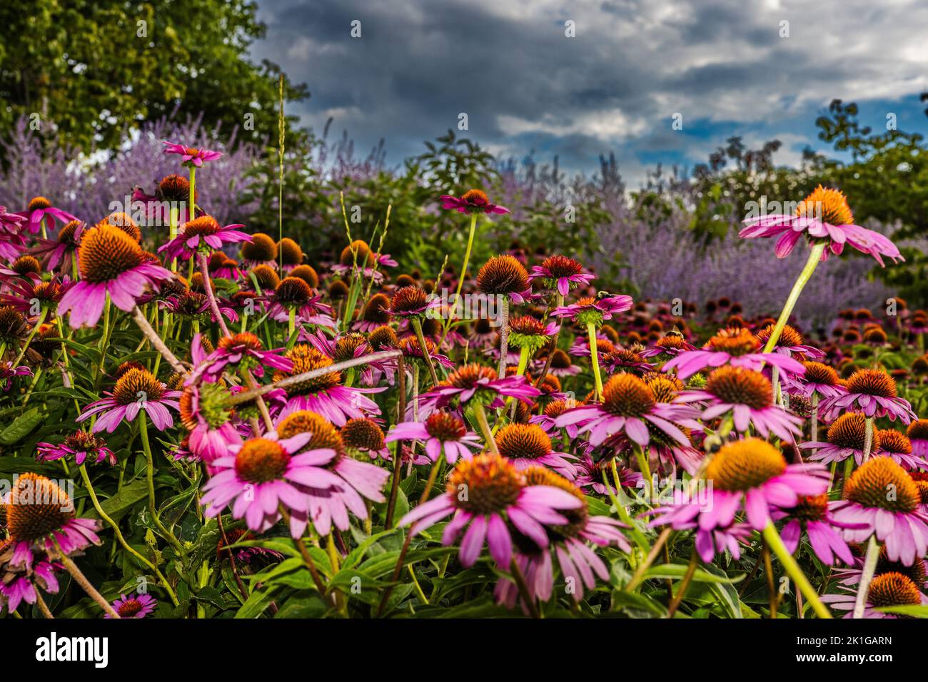Flower field full of purple coneflowers and honey bees pollinating them ...