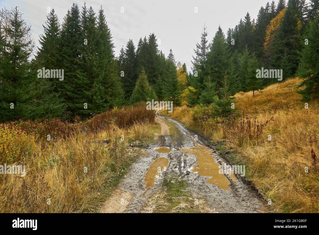 Country dirt road through the forest with large muddy puddles after ...