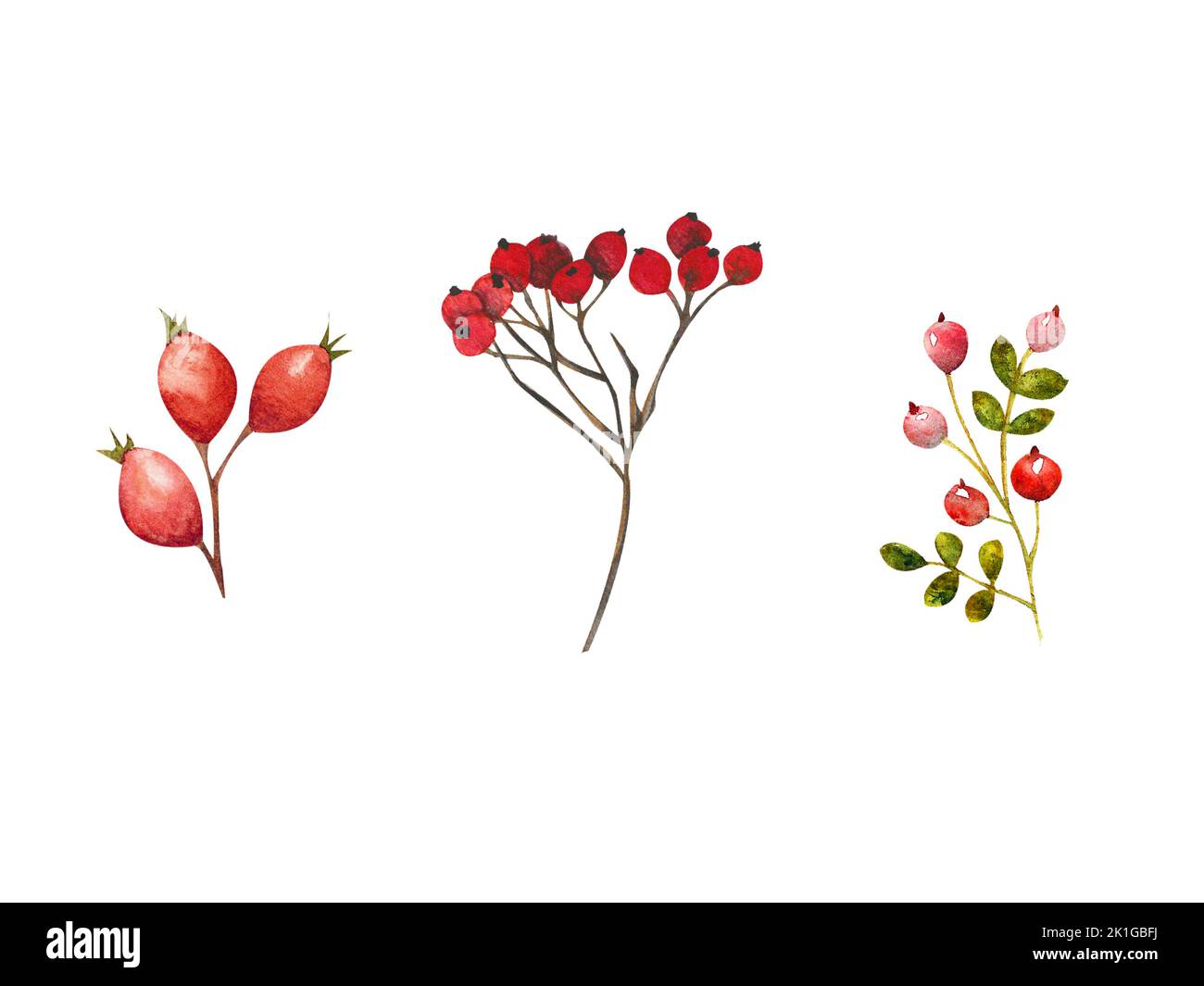 Watercolor autumn berries wild rose, rowan and cranberry Stock Photo ...